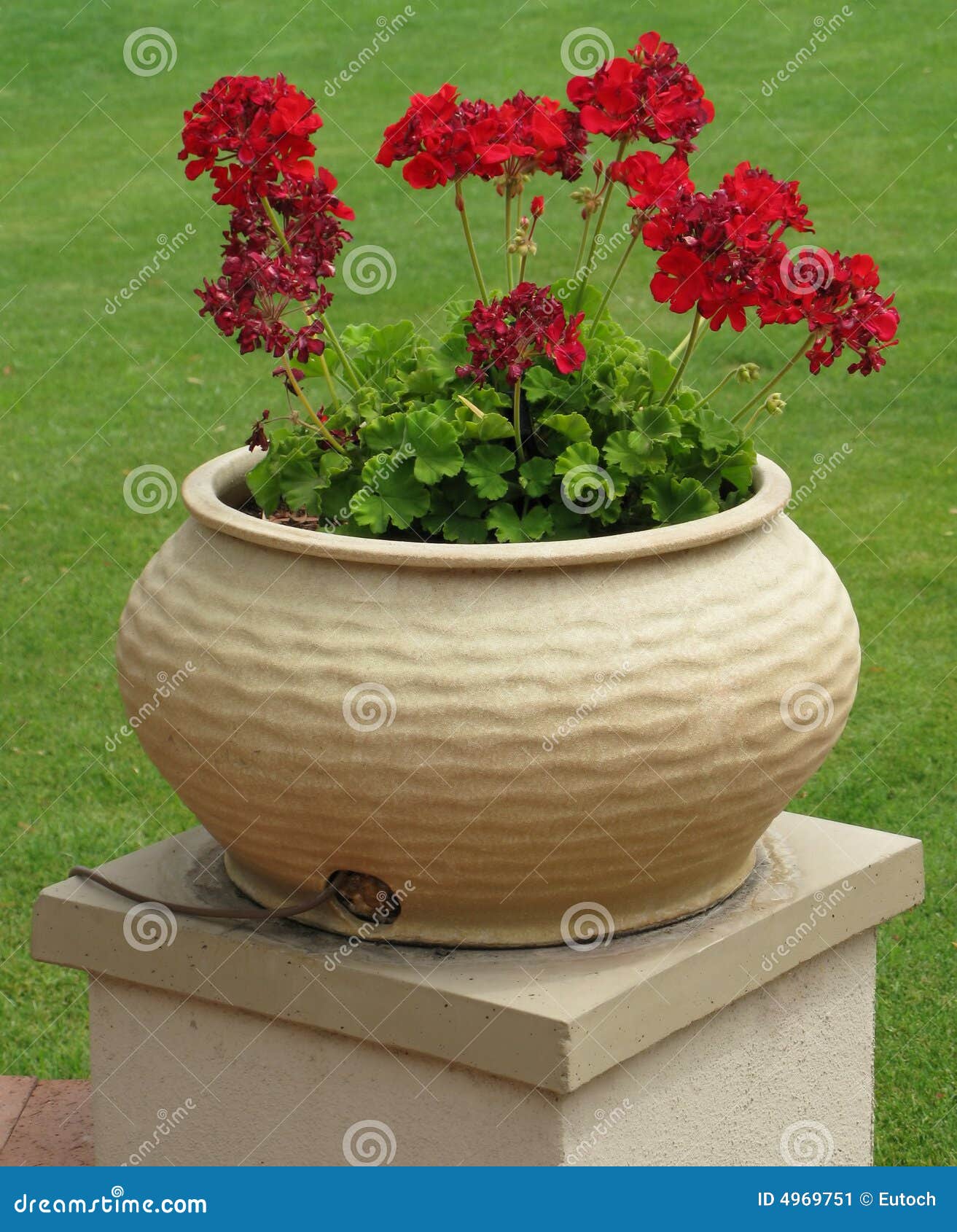 Pot with Red Flowers stock image. Image of exterior, flower - 4969751