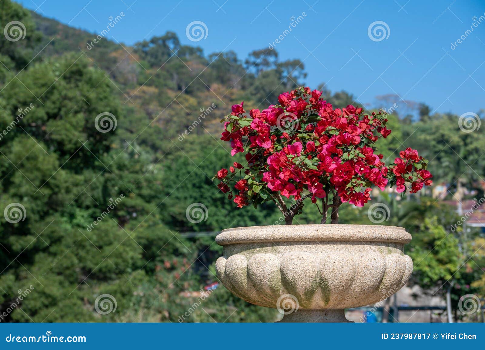 A Pot of Red Triangle Plum in the Background of Blue Sky and Green ...