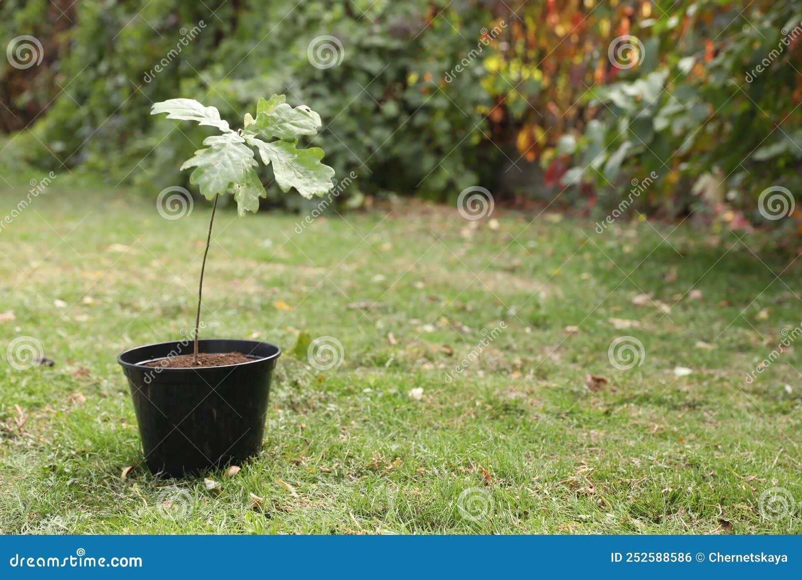 Pot with Sapling on Green Grass in Park, Space for Text. Planting Tree ...