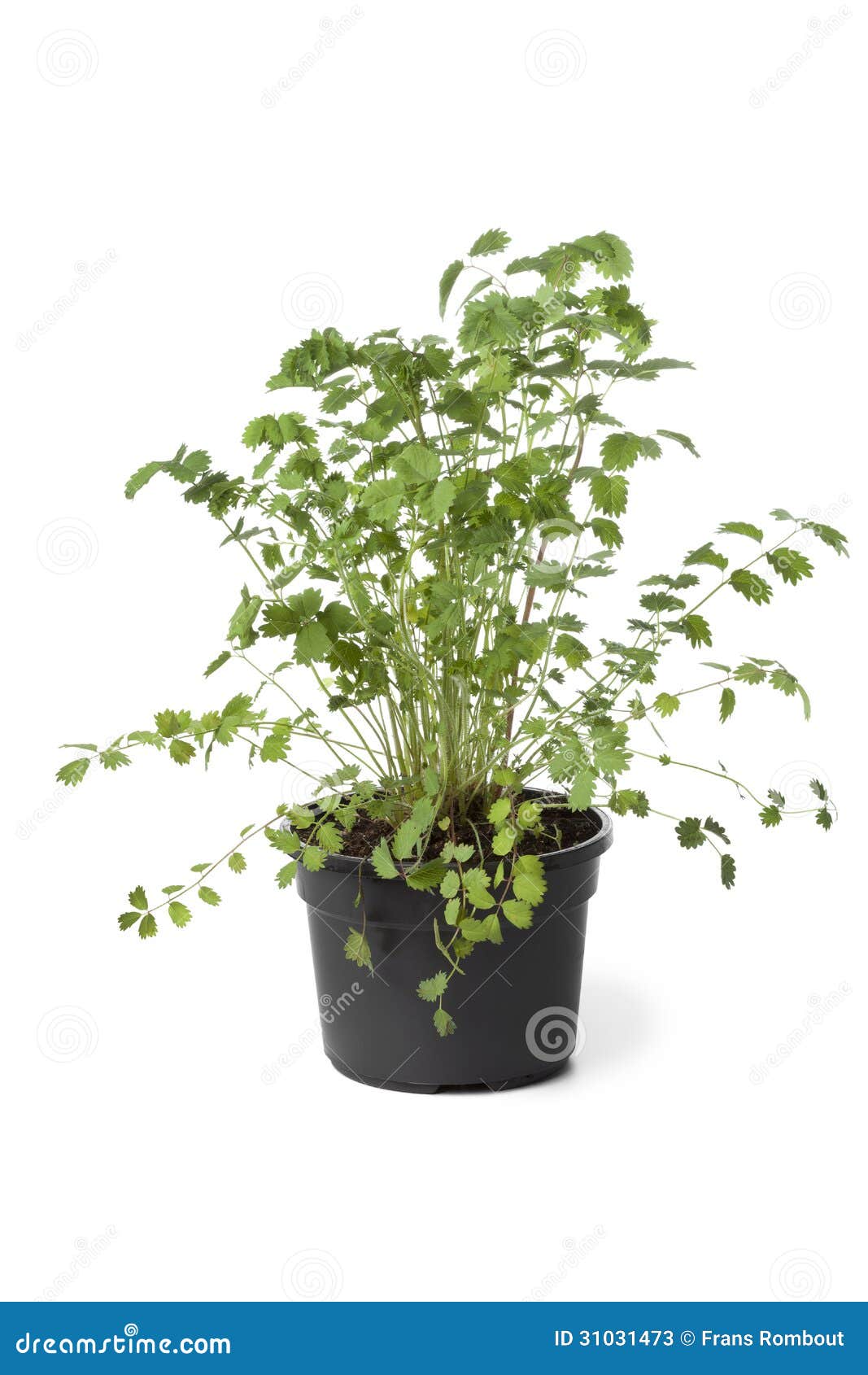 156 Small Burnet Sanguisorba Minor Stock Photos - Free & Royalty-Free ...