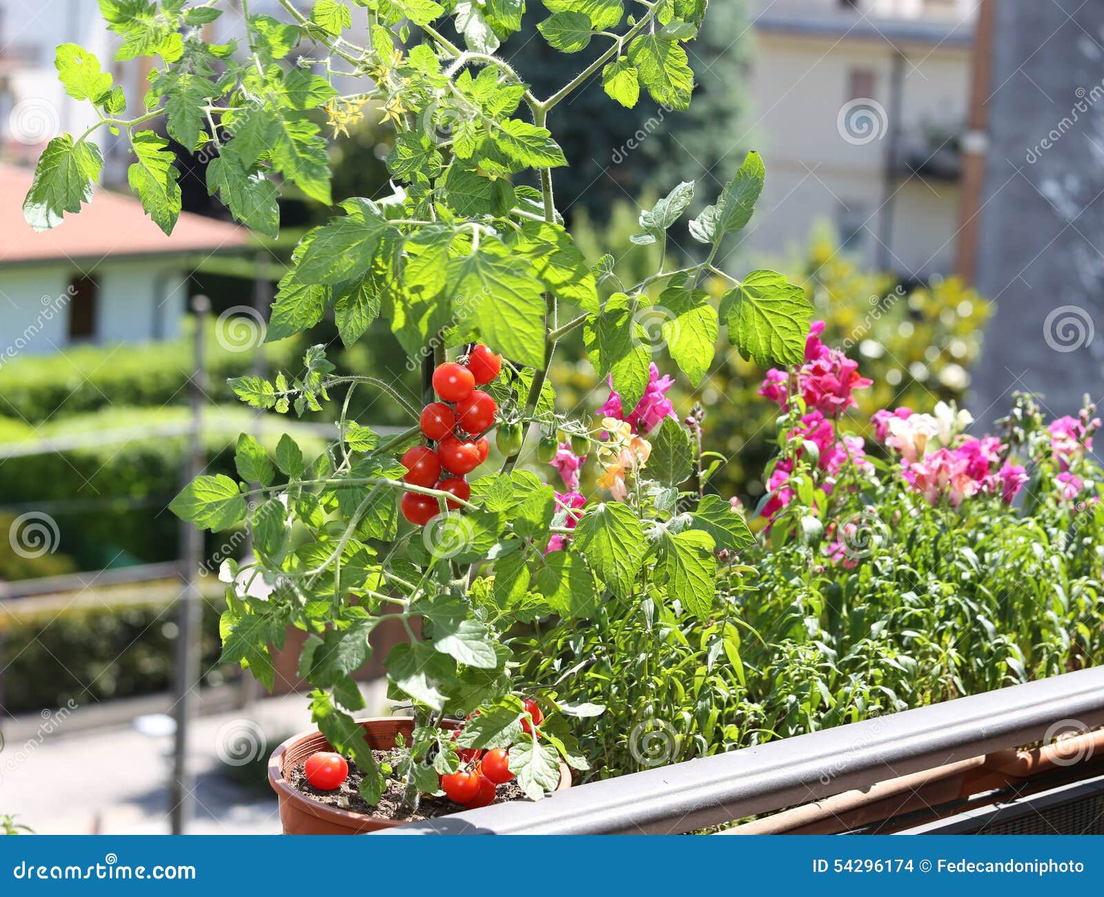Pot with Tomato Plant in the Terrace Stock Photo - Image of home ...