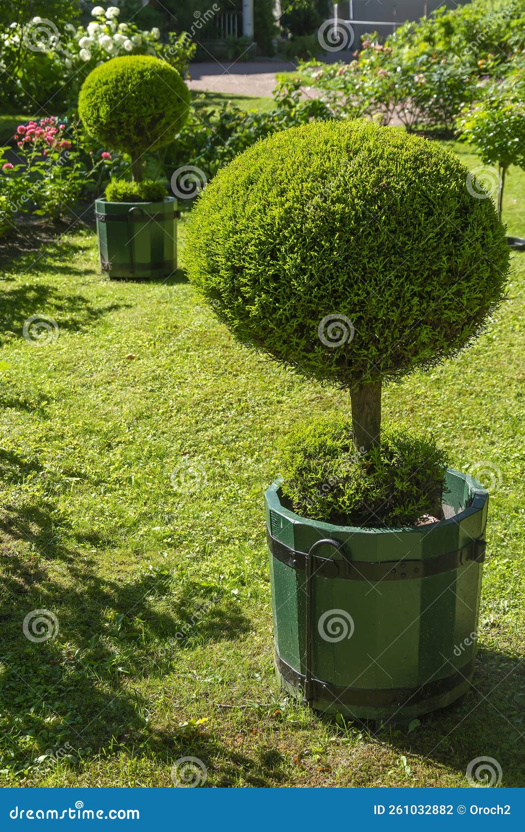 A Pot with a Topiary Plant on the Lawn Stock Photo - Image of gardening ...