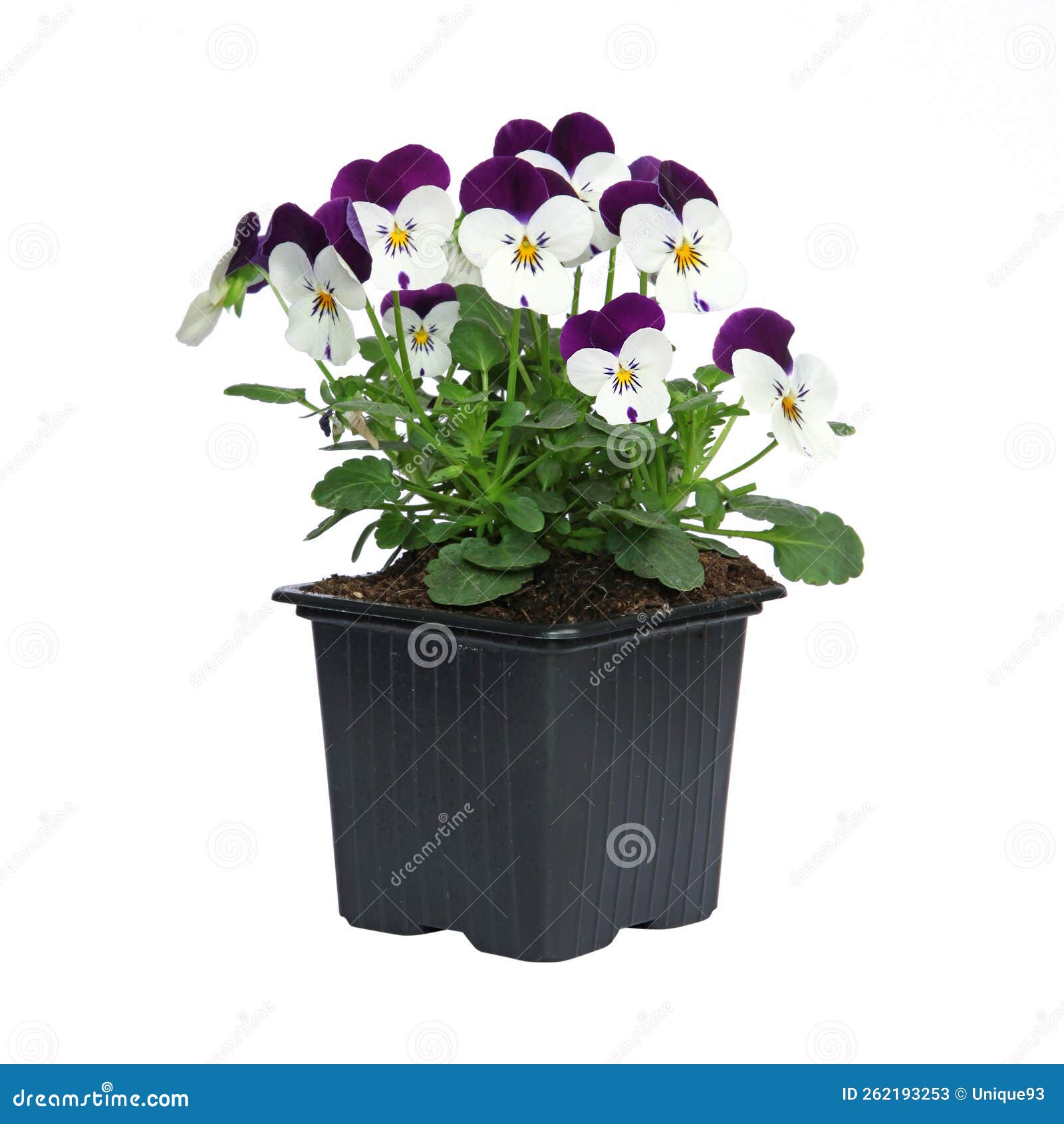 Pot of Viola cornuta stock image. Image of garden, yellow - 262193253