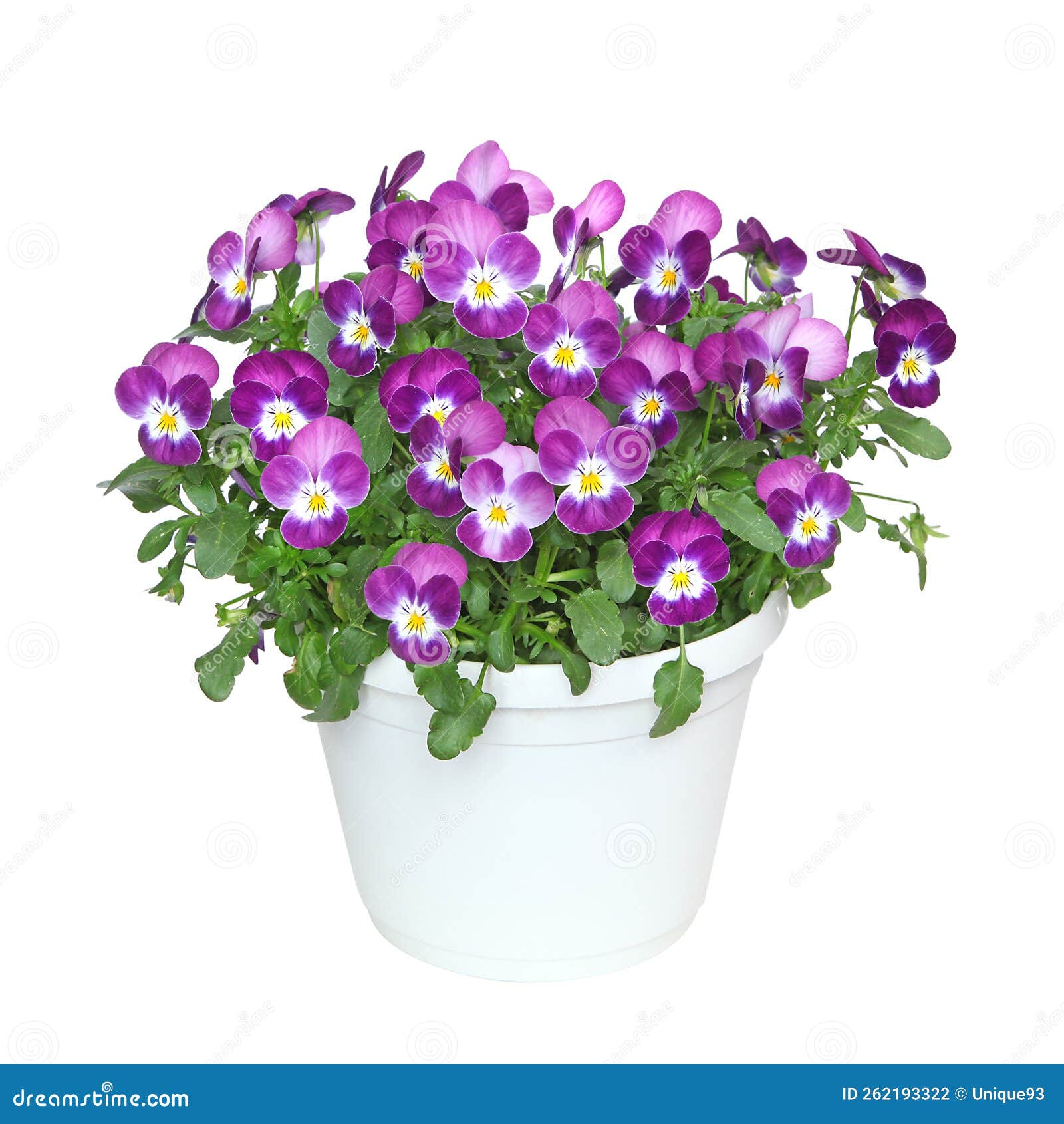 Pot of Viola cornuta stock photo. Image of garden, flowers - 262193322