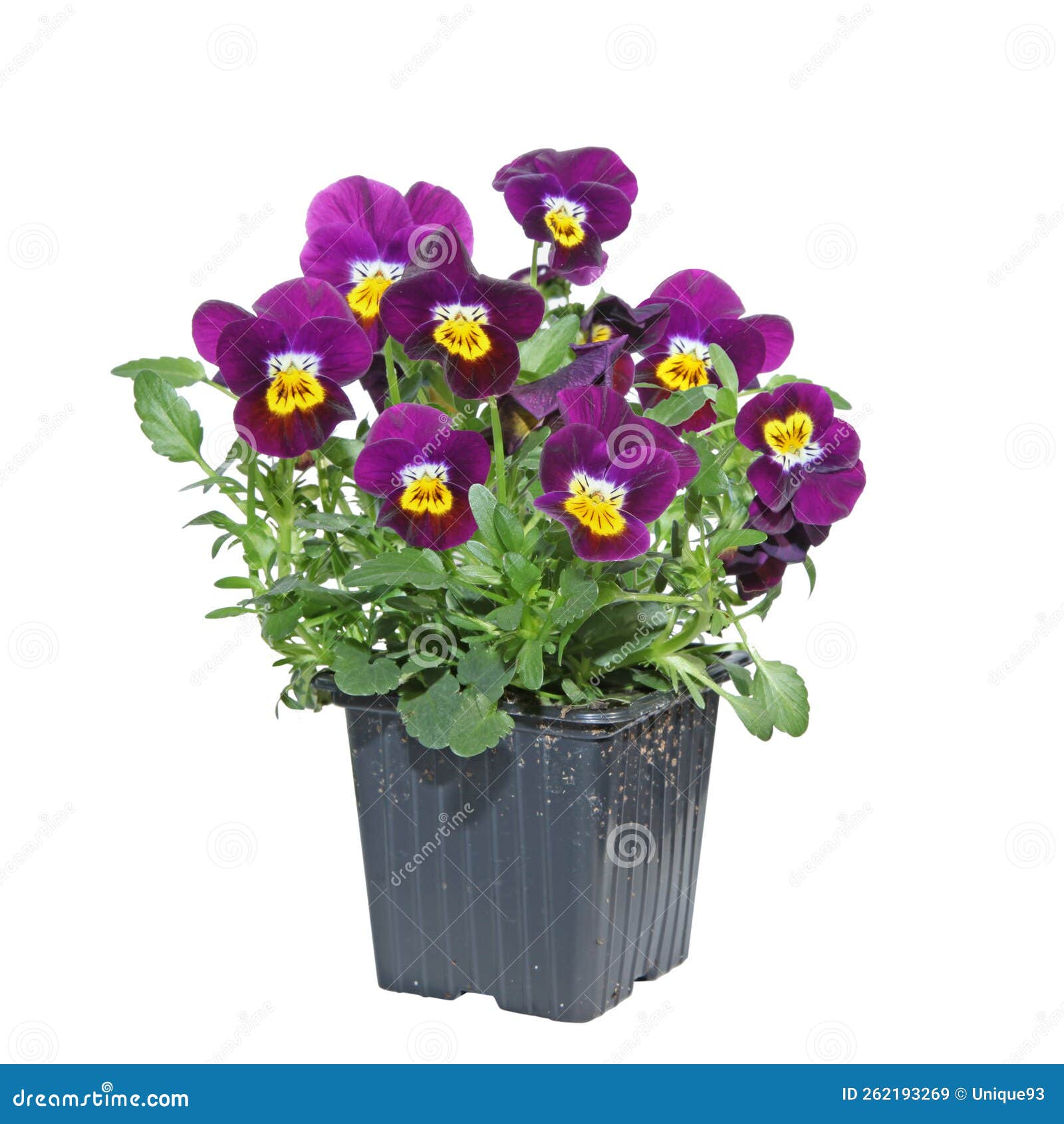 Pot of Viola cornuta stock image. Image of pansy, clipped - 262193269