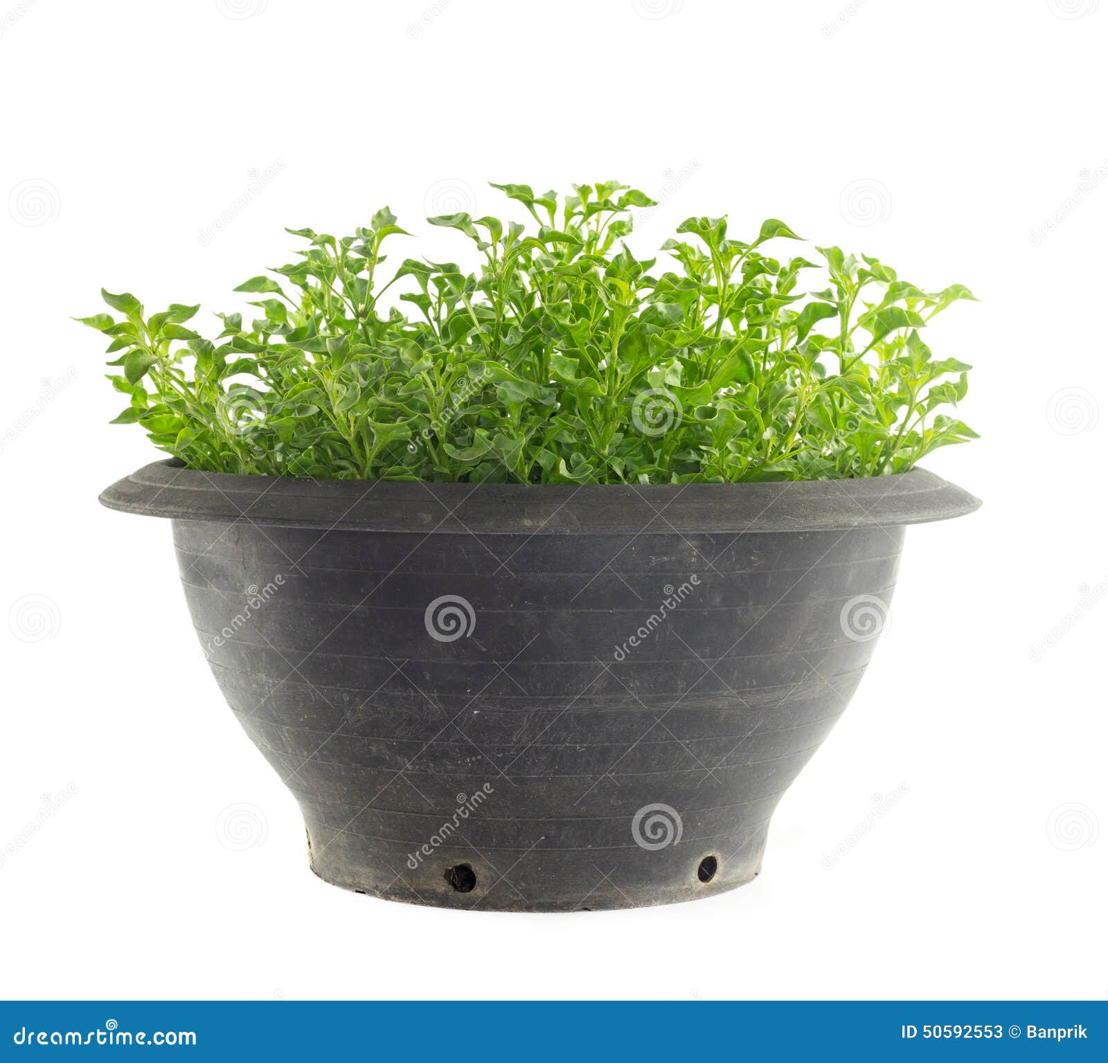 Pot of Watercress - Healthy Vegetable Isolated on White Stock Image ...