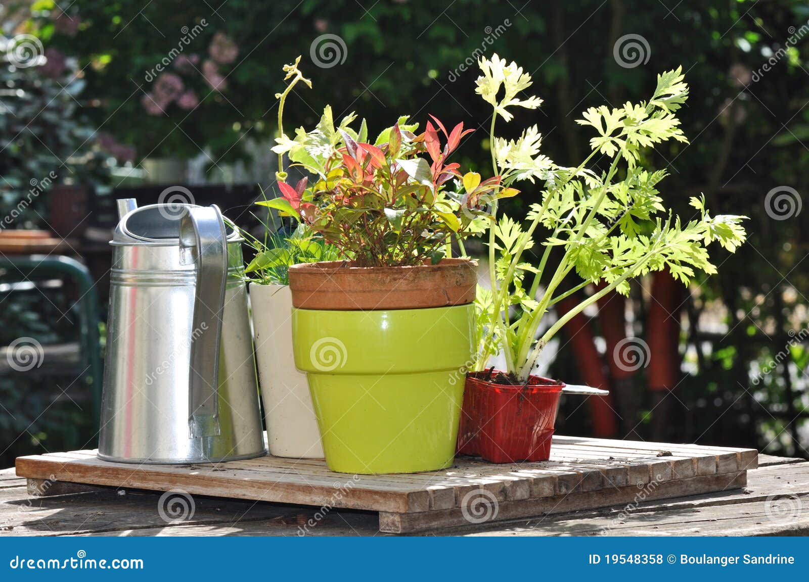 Pot, Watering Plants in a Garden Table Stock Photo - Image of light ...