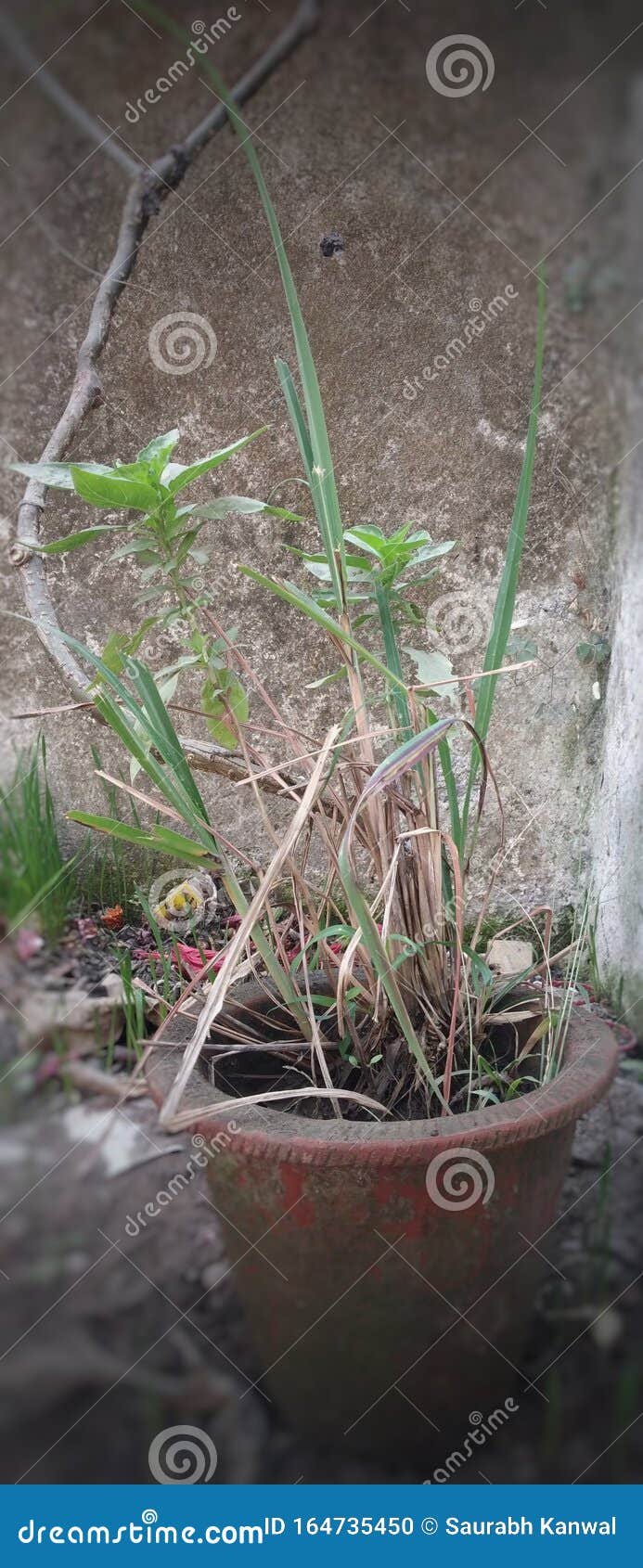 Snall Plants Stock Photos - Free & Royalty-Free Stock Photos from ...