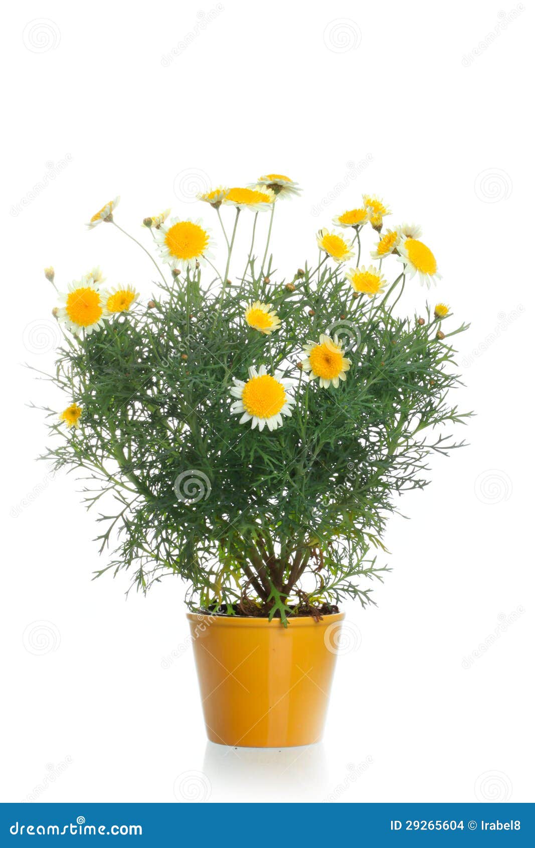 Pot with Yellow Daisy Flower Stock Photo - Image of gardening, bouquet ...