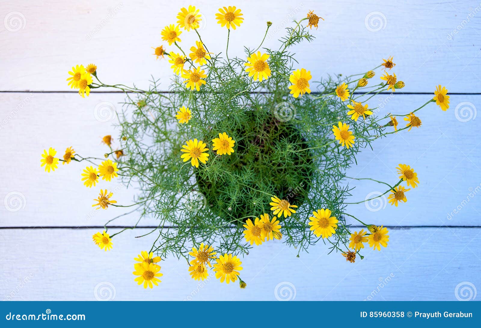 Pot of yellow daisy flower stock photo. Image of garden - 85960358