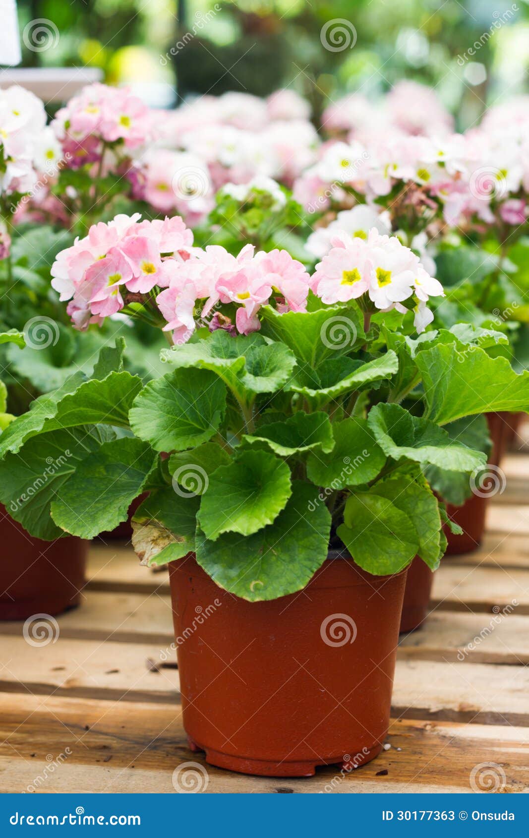 A pot of primula stock image. Image of bloom, color, potted - 30177363