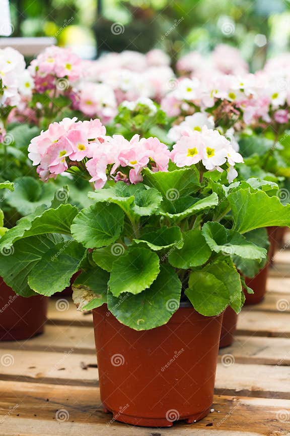 A pot of primula stock image. Image of bloom, color, potted - 30177363