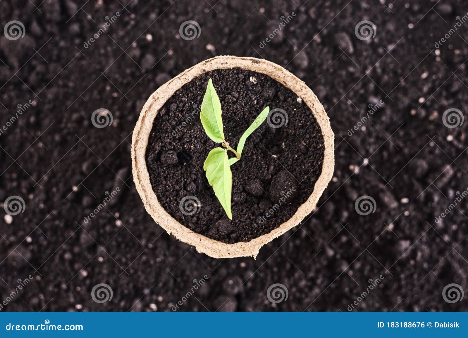 Pot with a Young Plant Against Soil Background, Top View Stock Photo ...