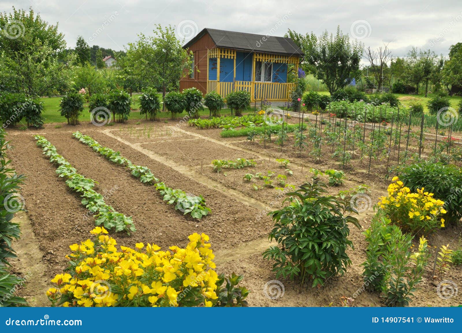 Potager de maison et image stock. Image du tomates, jardin - 14907541