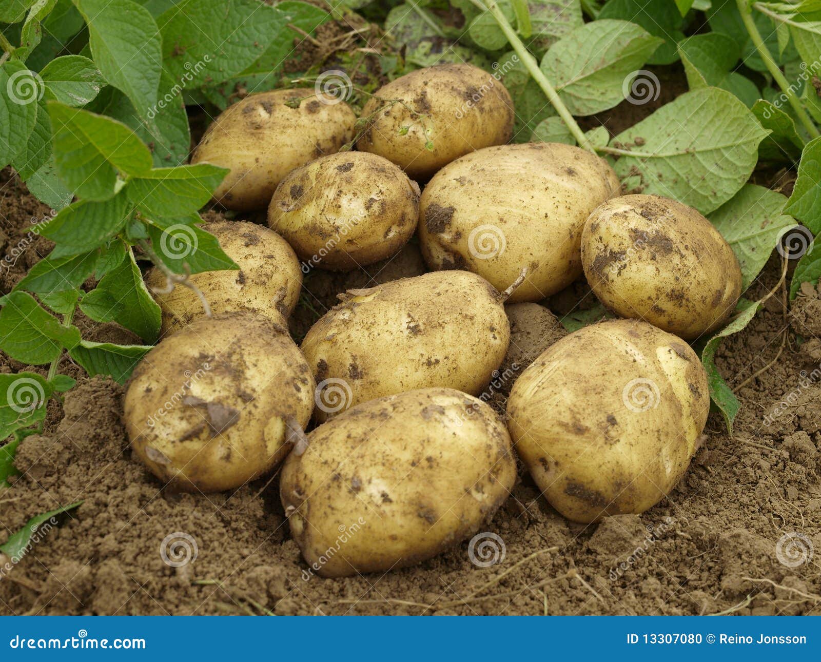 Potaoes stock photo. Image of cooking, nutrition, healthy - 13307080