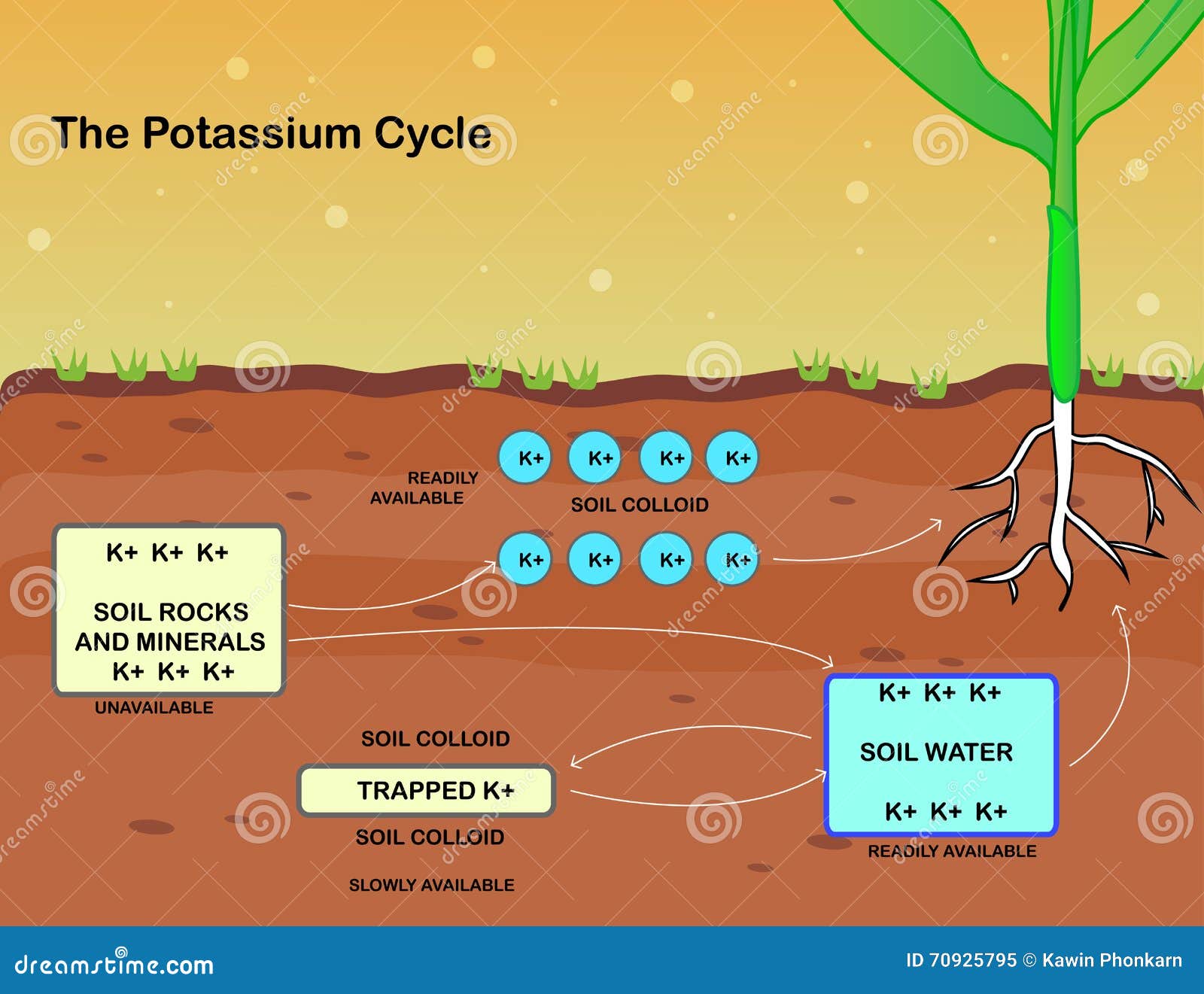 The Potassium Cycle Cartoon Vector | CartoonDealer.com #70925795