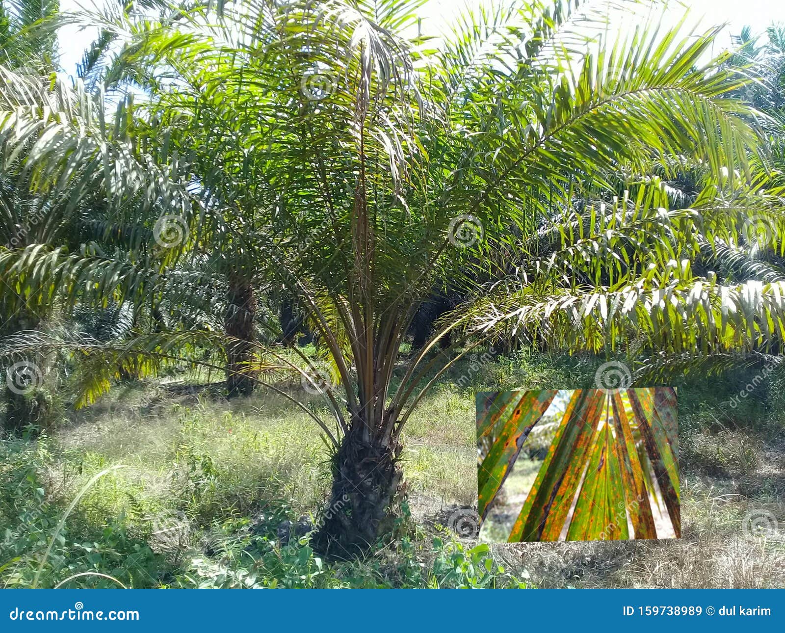 Potassium deficiency stock image. Image of potassium - 159738989