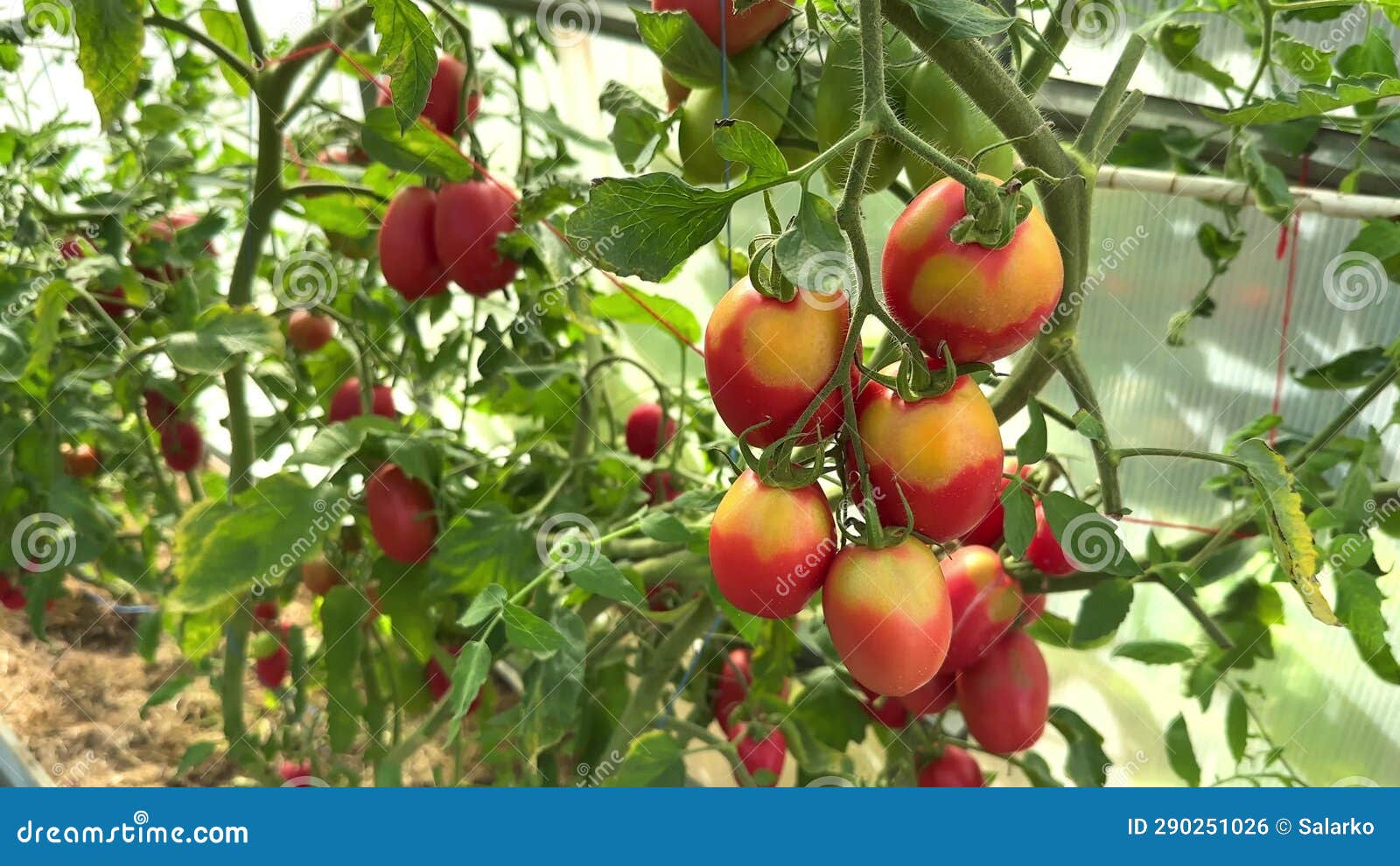 Potassium Deficiency in Tomato Fruits Stock Footage - Video of ... Potassium Deficiency in Tomato Fruits Stock Footage - Video of ...