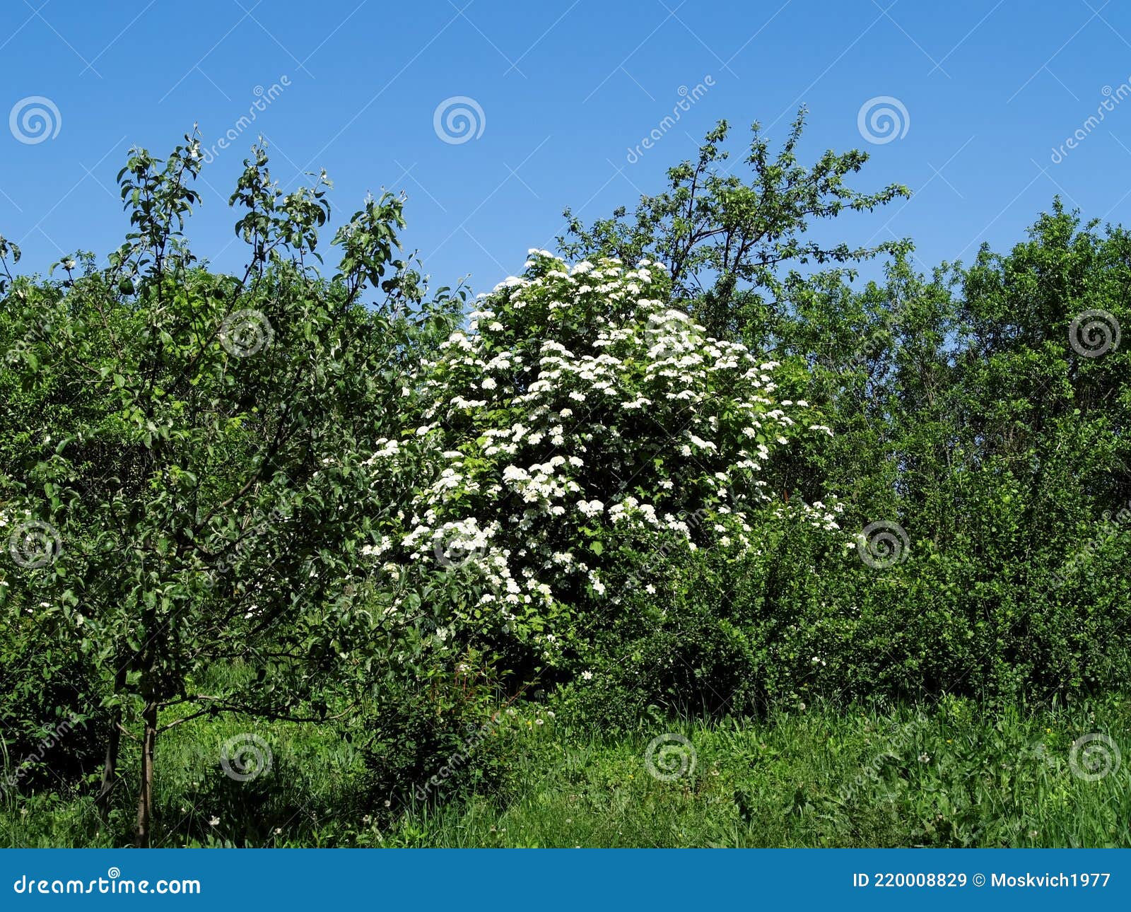 Potassium Flowers on a Tree Stock Image - Image of growth, colours ...