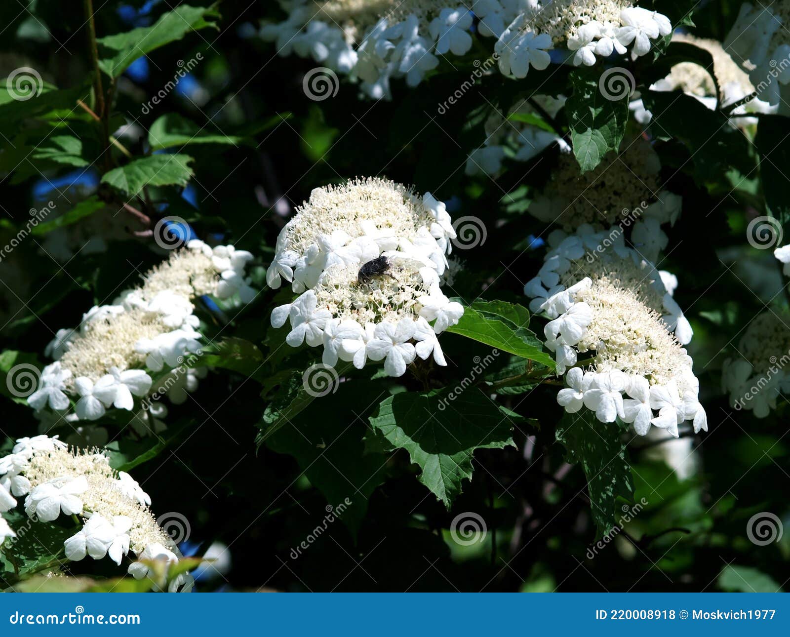 Potassium Flowers on a Tree Stock Photo - Image of background, leaf ...