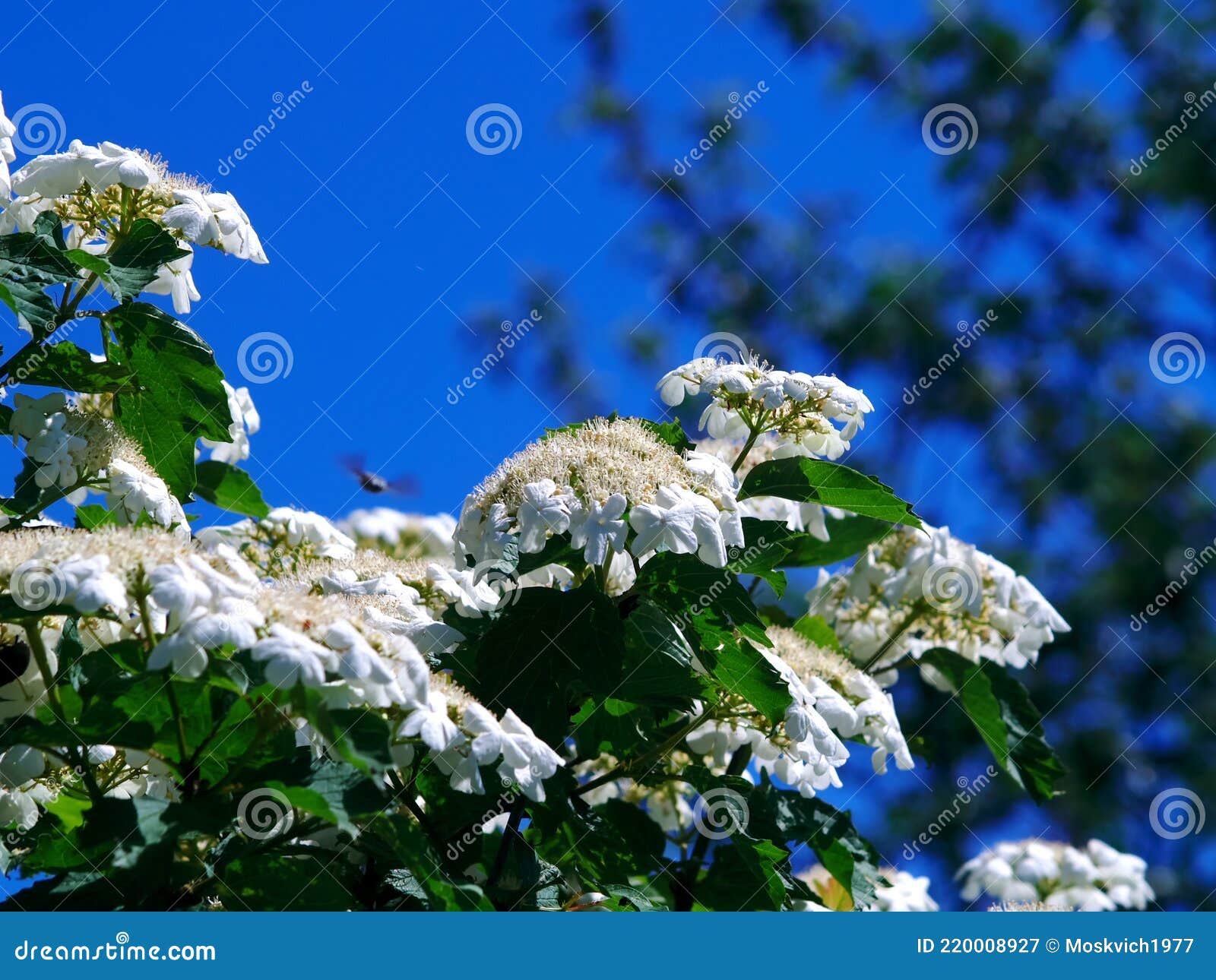 Potassium Flowers on a Tree Stock Image - Image of leaf, life: 220008927