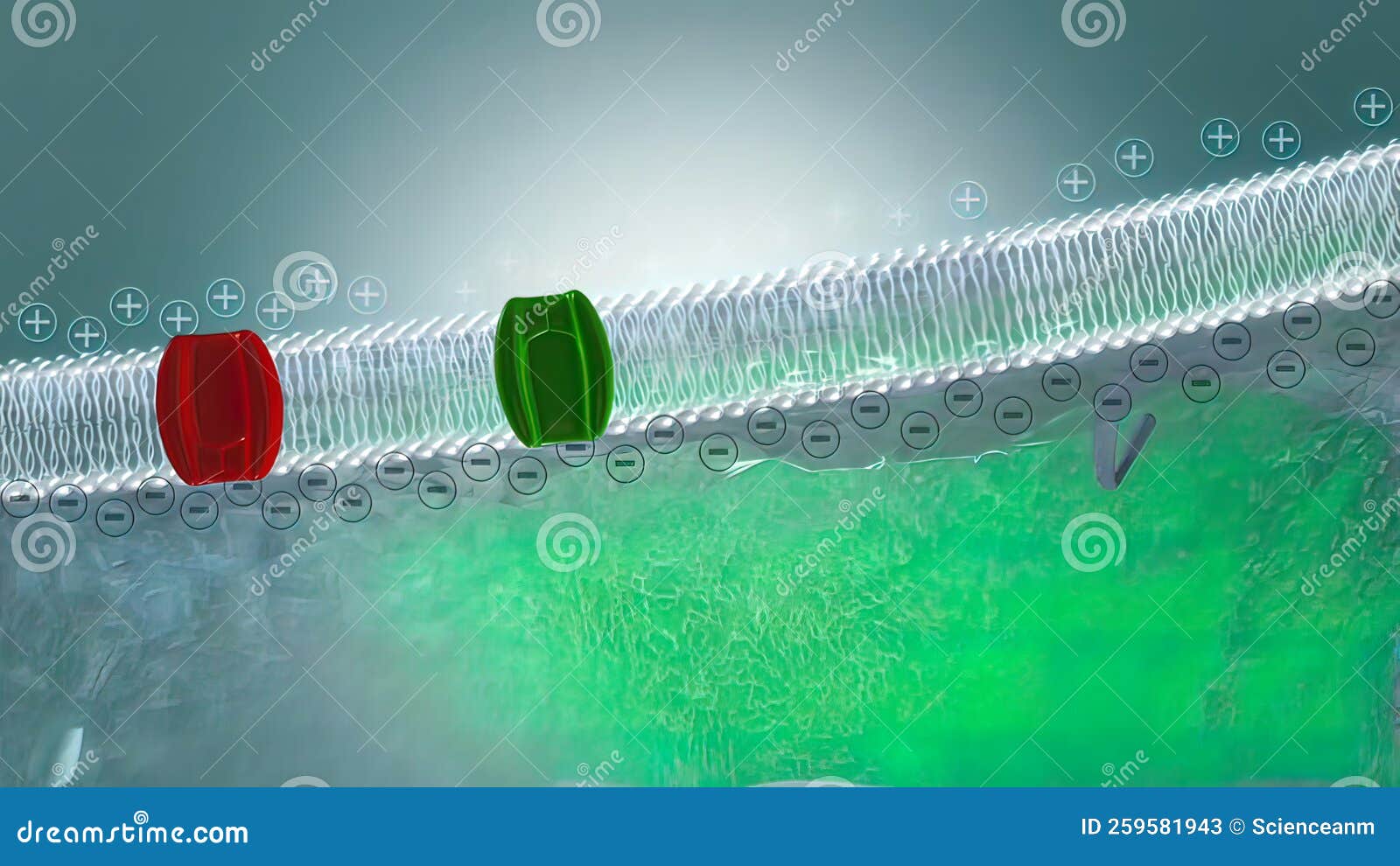 Potassium Ions in the Neuron System Stock Illustration - Illustration ...