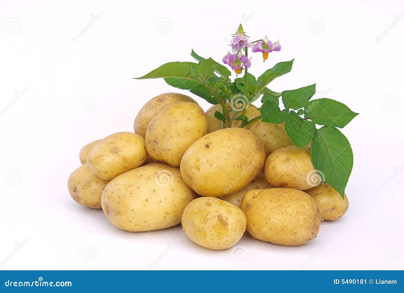 Potato 03 stock image. Image of potato, vegetable, food - 5490181