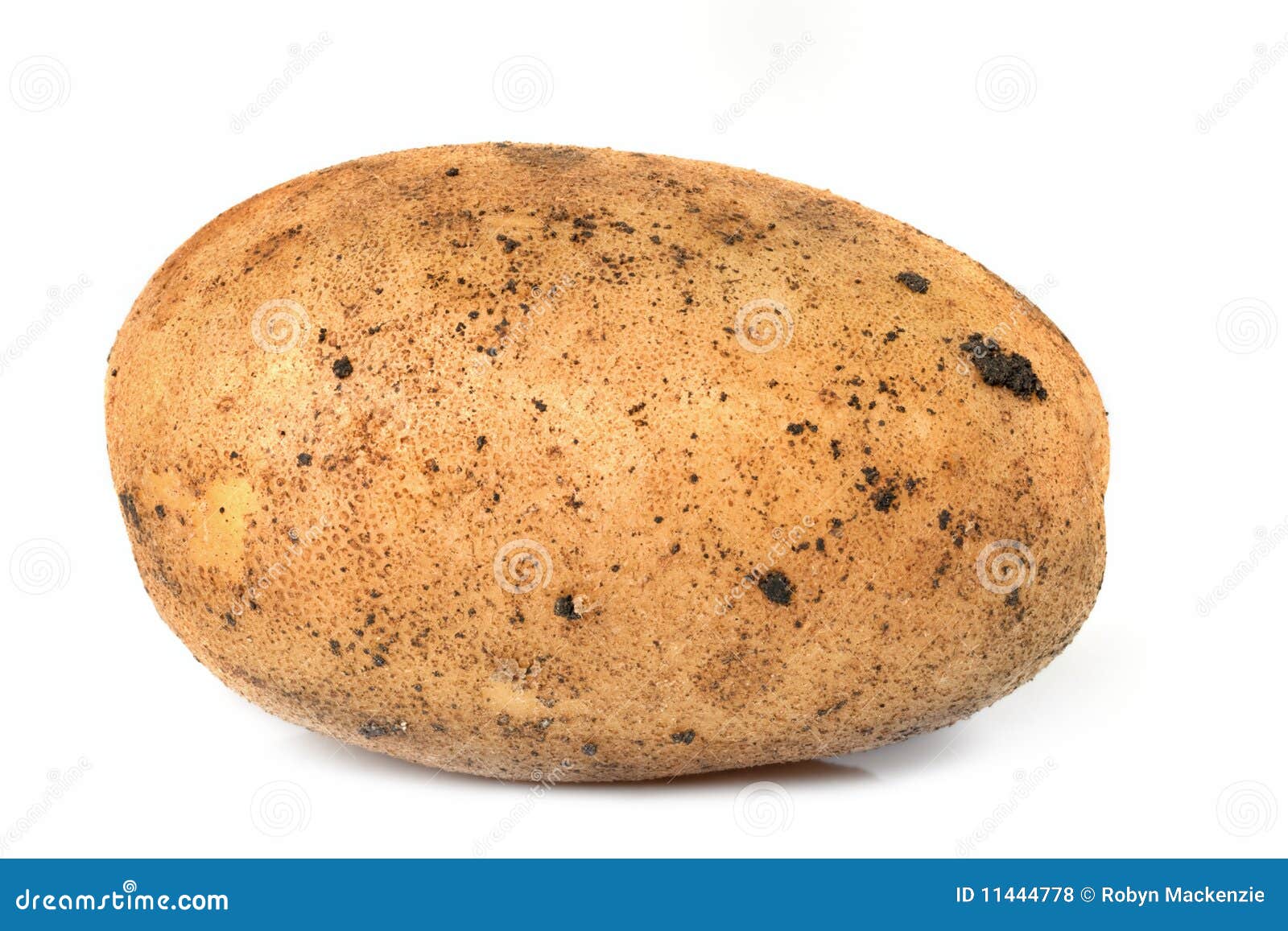 Potato stock photo. Image of isolated, single, color - 11444778