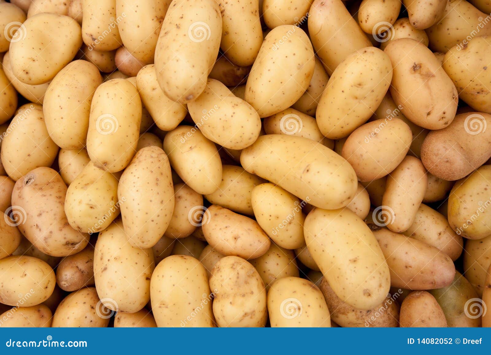 Potato stock photo. Image of growth, group, vegetarian - 14082052