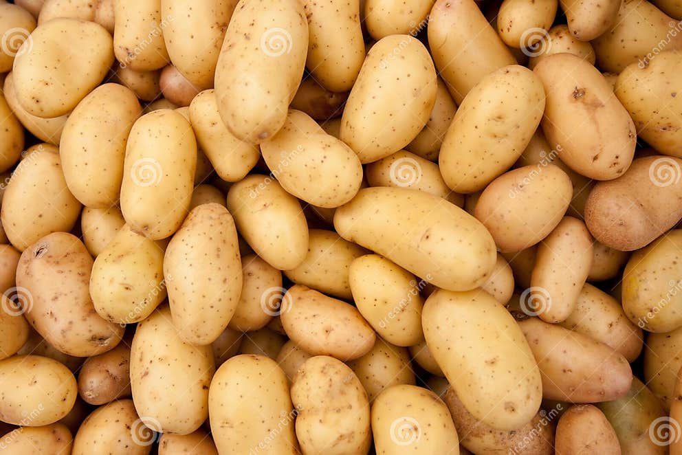 Potato stock photo. Image of growth, group, vegetarian - 14082052