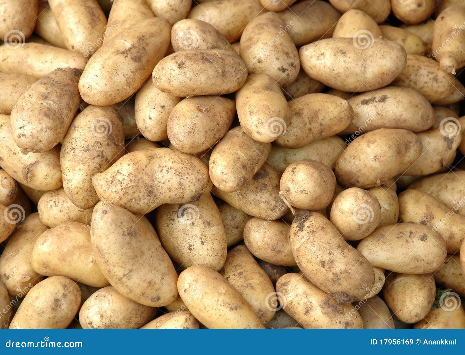 Potato stock image. Image of farming, nature, edible - 17956169