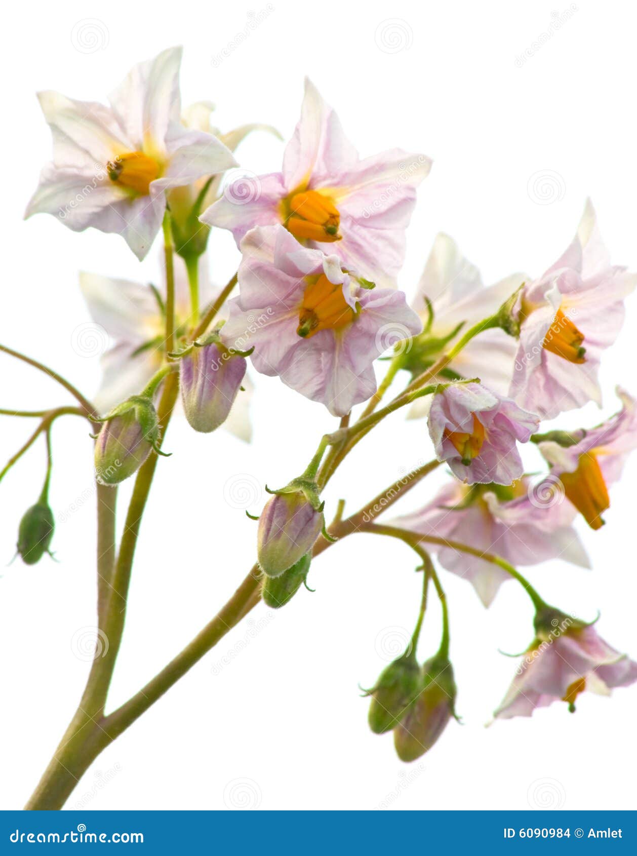 Potato 2 stock photo. Image of bloom, blossom, vegetable - 6090984