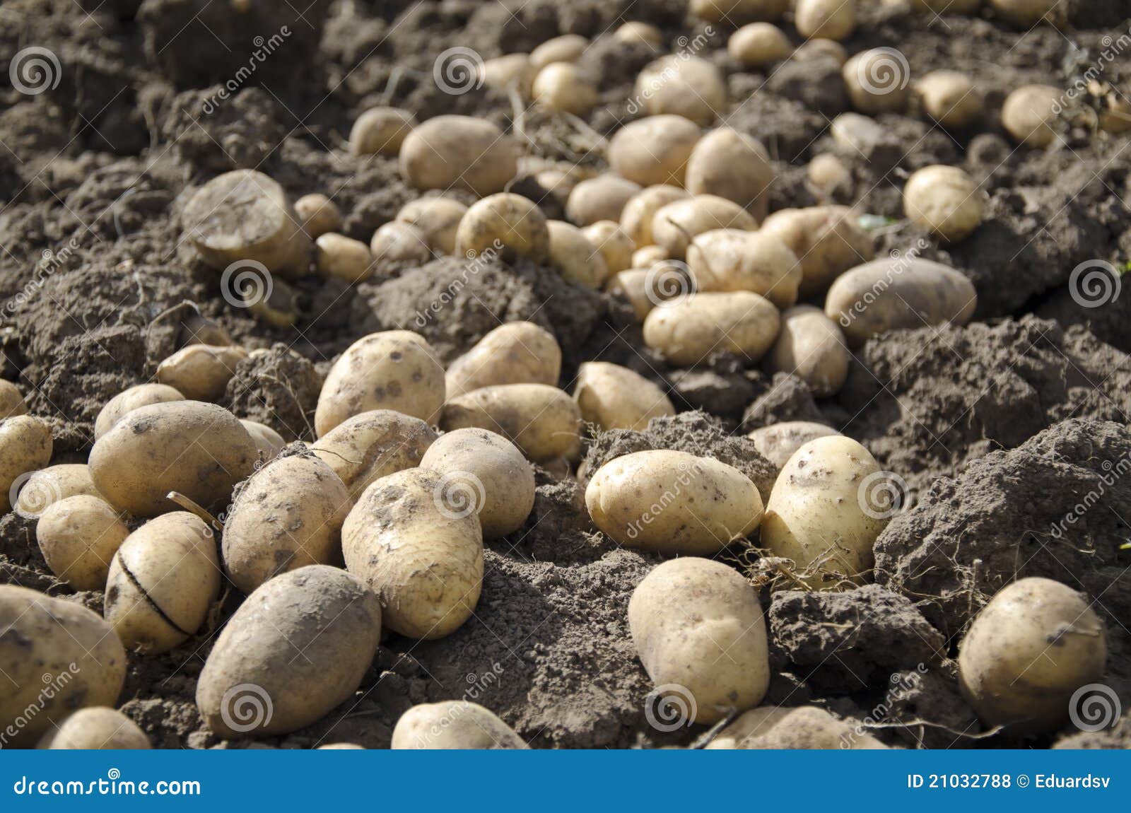 Potato. stock photo. Image of earth, farm, organic, potato - 21032788