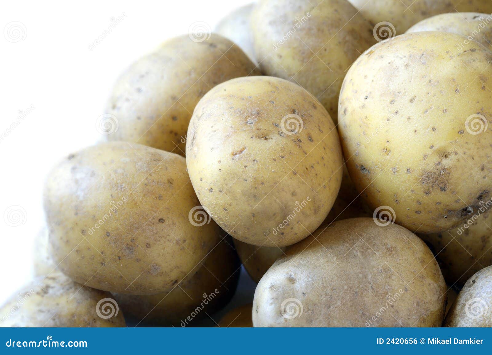 Potato stock photo. Image of farmer, organic, farm, plant - 2420656