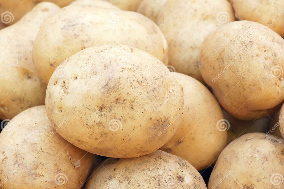 Potato stock image. Image of greenstuffs, aliment, vegetables - 25774061