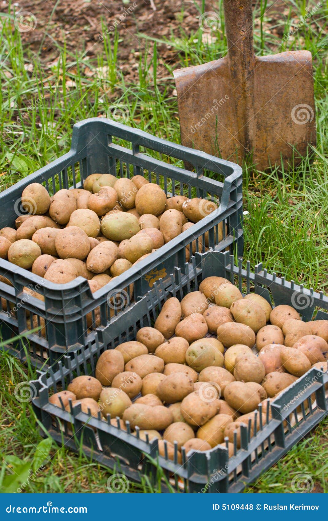 Potato stock photo. Image of agriculture, objects, prepared - 5109448