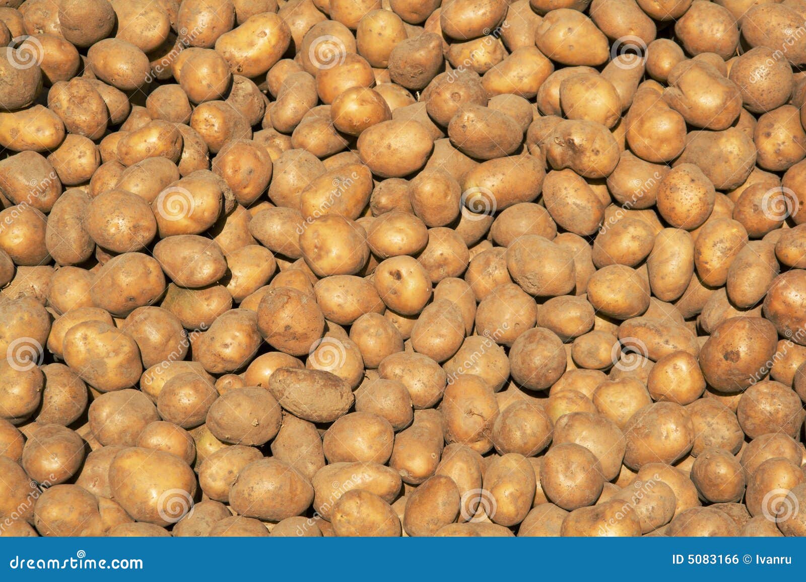 Potato background stock photo. Image of agriculture, vegetables - 5083166