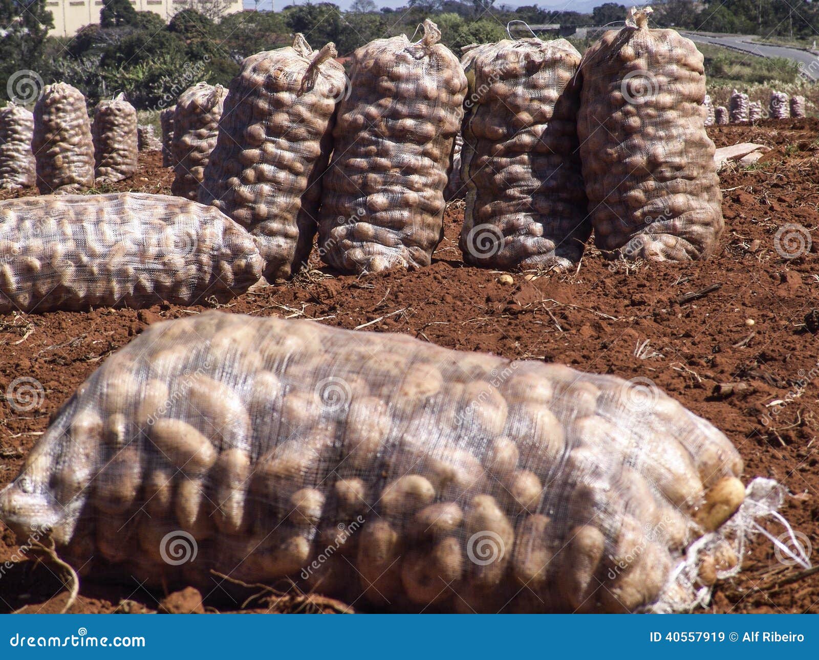 Potato bag stock image. Image of harvesting, harvest - 40557919