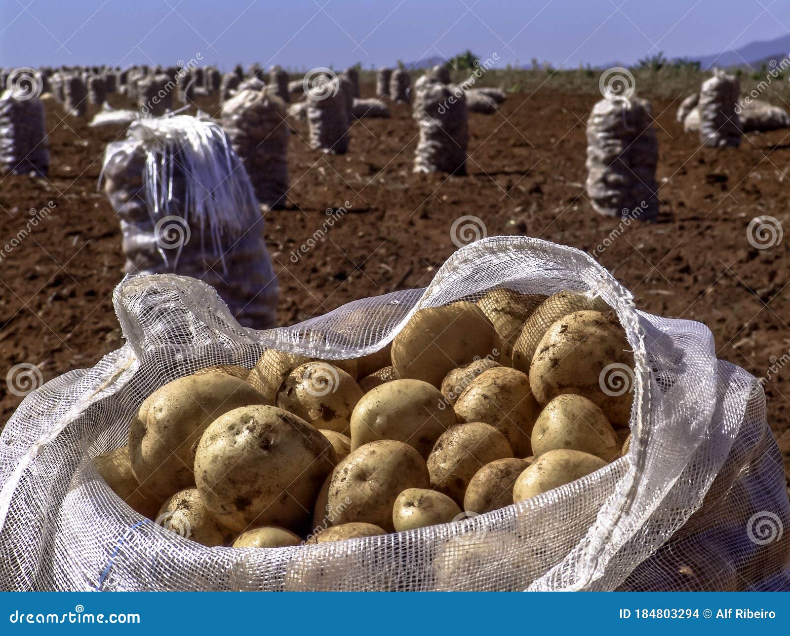 Potato Bag after Harvesting on the Field Stock Photo - Image of healthy ...