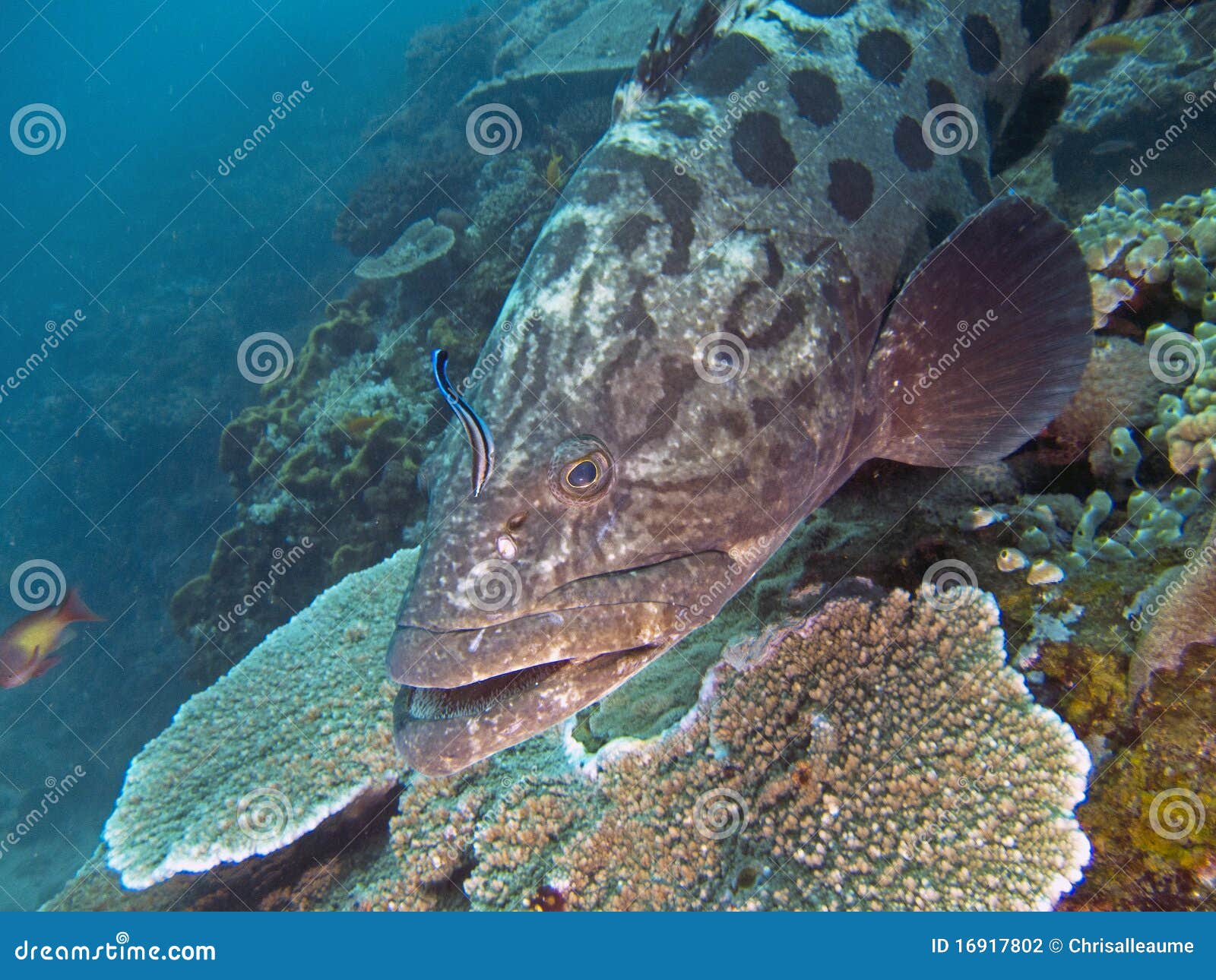 Potato Bass stock photo. Image of scale, coral, seabass - 16917802