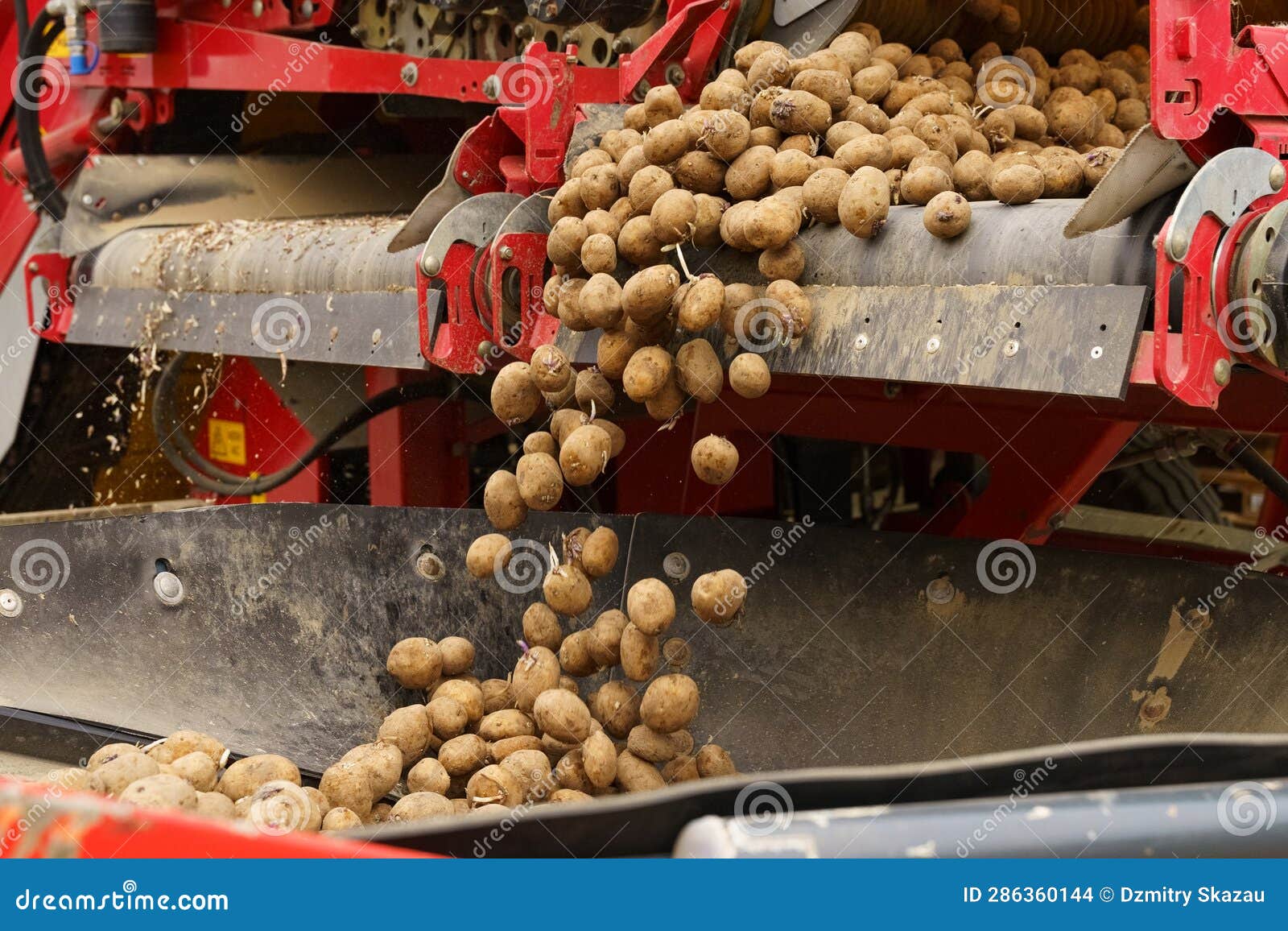 The Potato Belt Conveyor Moves the Potatoes into the Container. Close ...