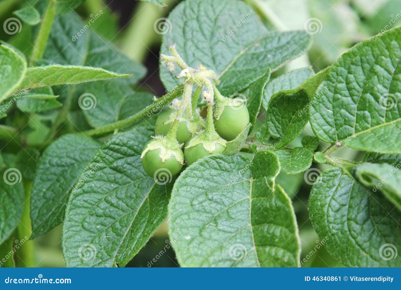 Potato berries stock image. Image of summer, field, poisonous - 46340861