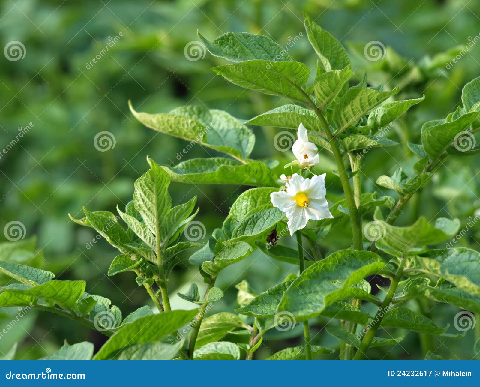 Potato in bloom stock image. Image of white, bloom, green - 24232617