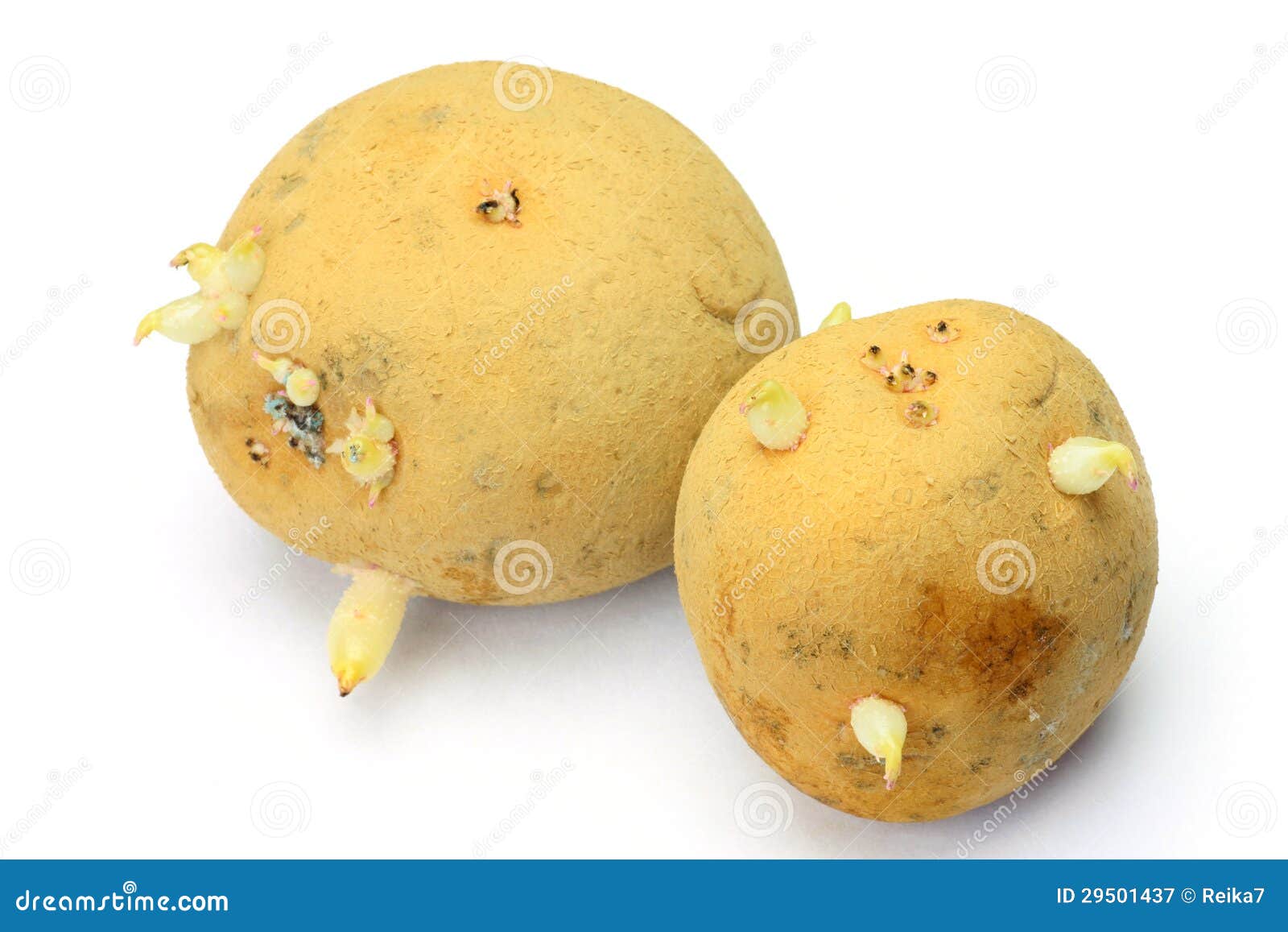 Potato that a bud appeared stock image. Image of potato - 29501437