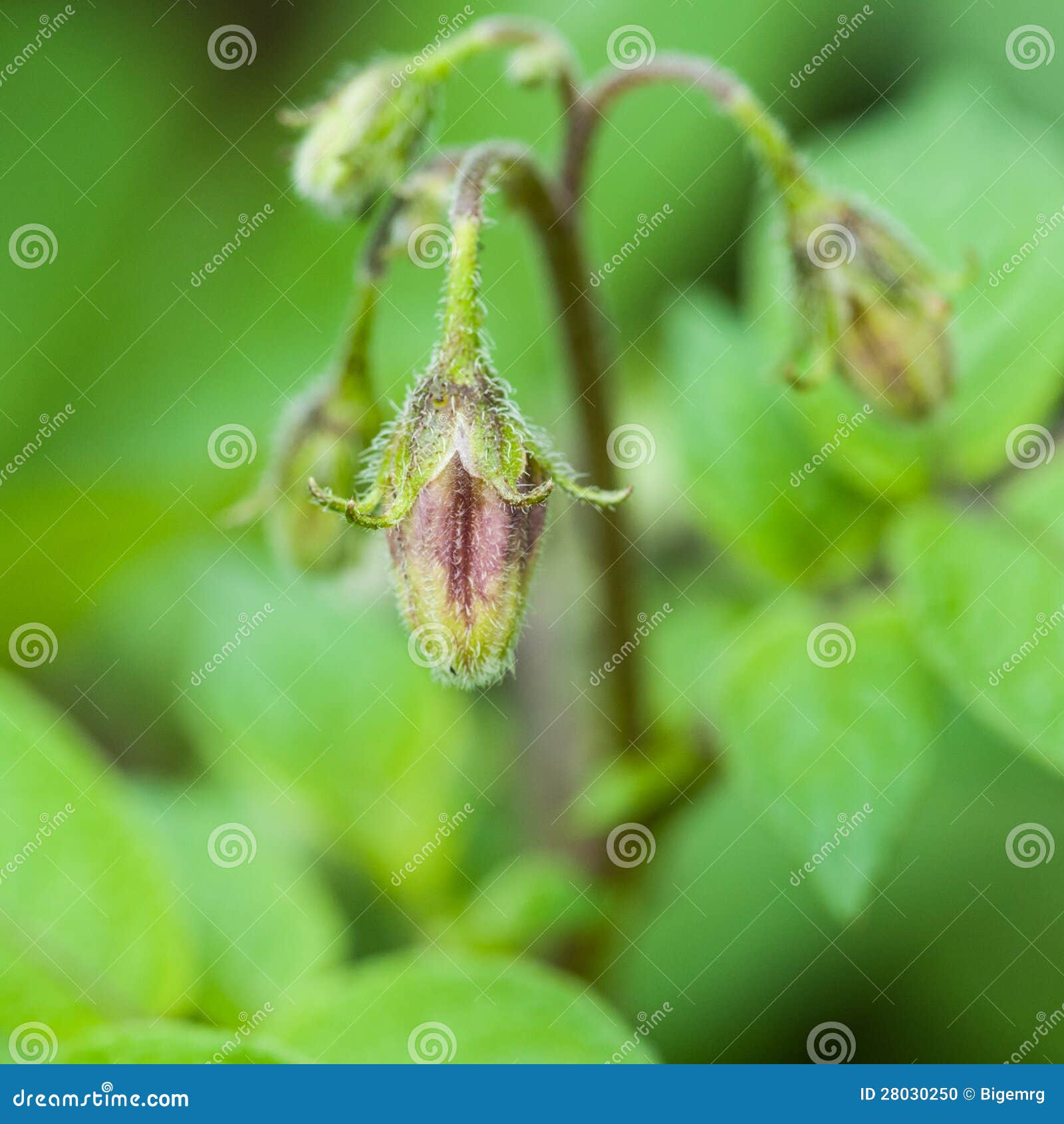 Potato Buds stock photo. Image of flora, flower, bloom - 28030250