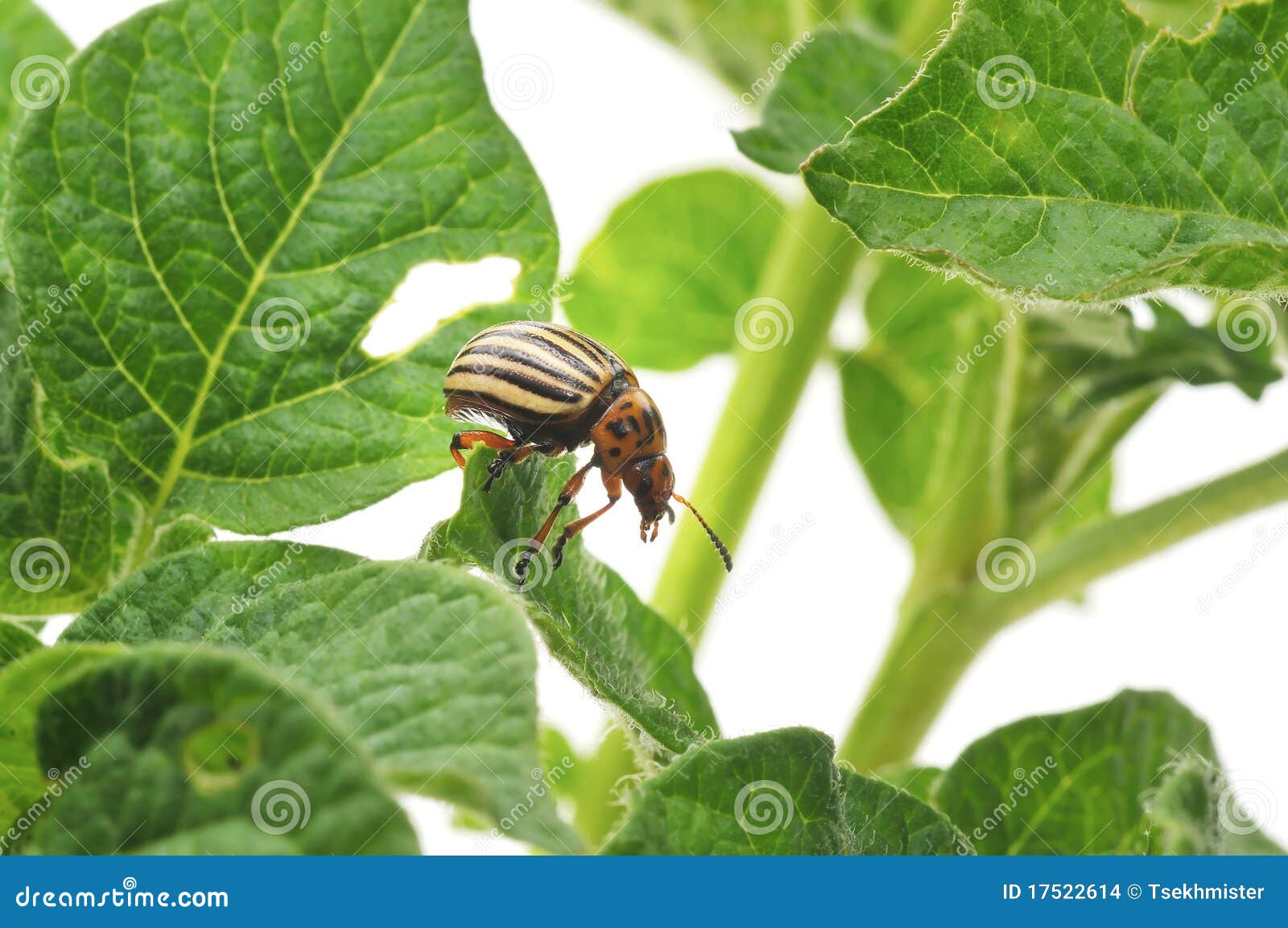 Potato Bug stock photo. Image of beetle, hungry, leaf - 17522614
