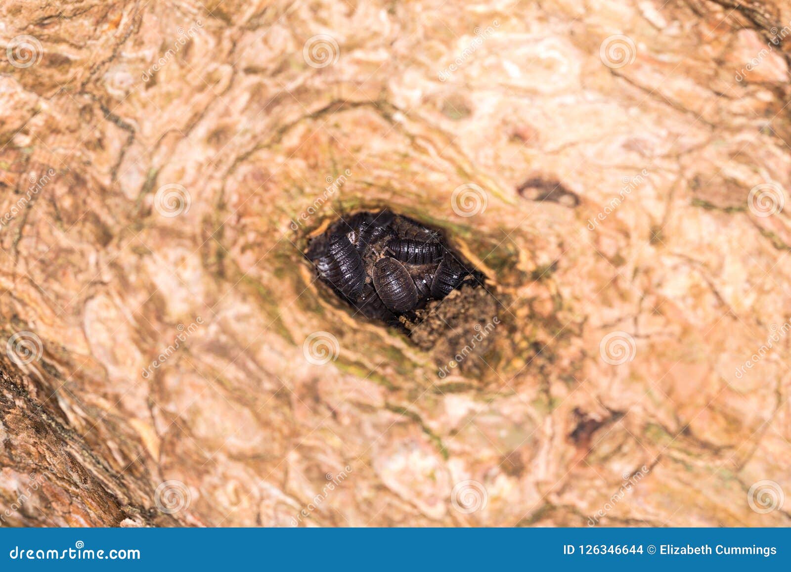 Potato Bugs Burrowing in a Tree Stock Photo - Image of potato ...