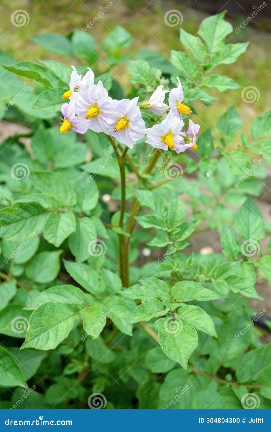 Potato Bush in the Flowering Stage. Stock Photo - Image of cultivated ...