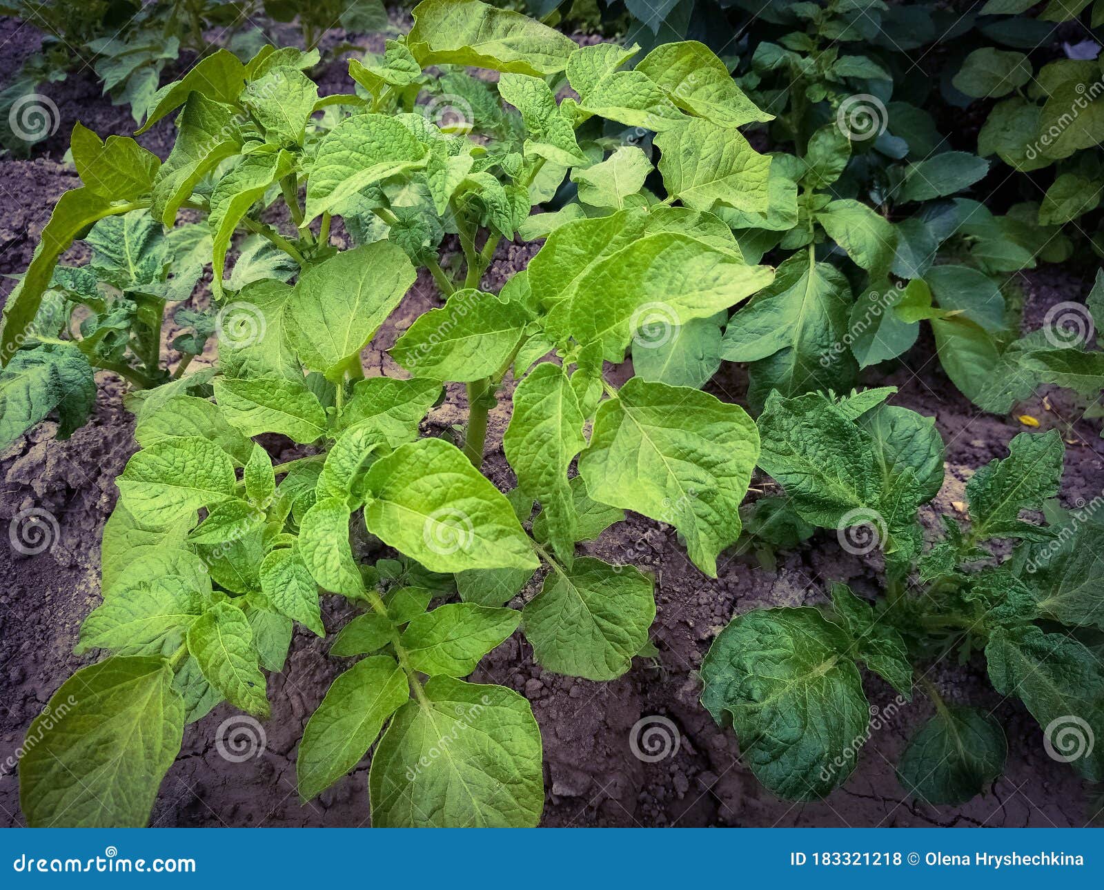 Potato bush. stock photo. Image of green, agriculture - 183321218