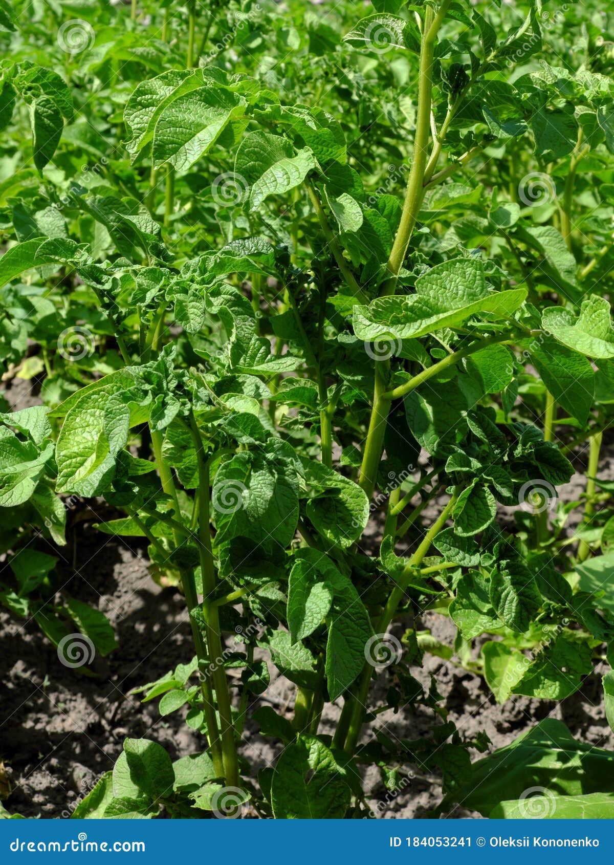 Potato Bush on a Vegetable Bed. Homegrown Vegetables Stock Image ...